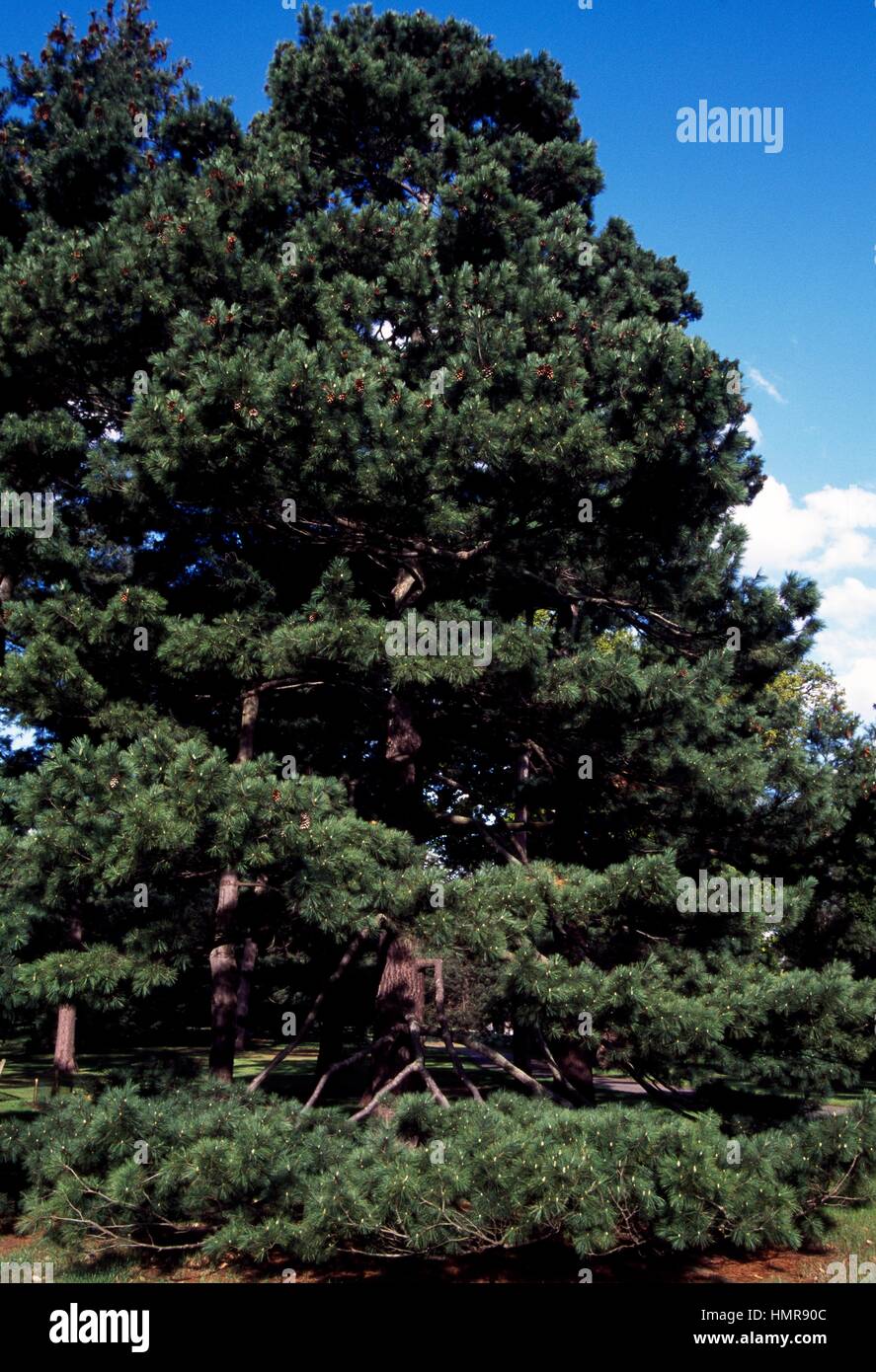 Pinus peuce hi-res stock photography and images - Alamy