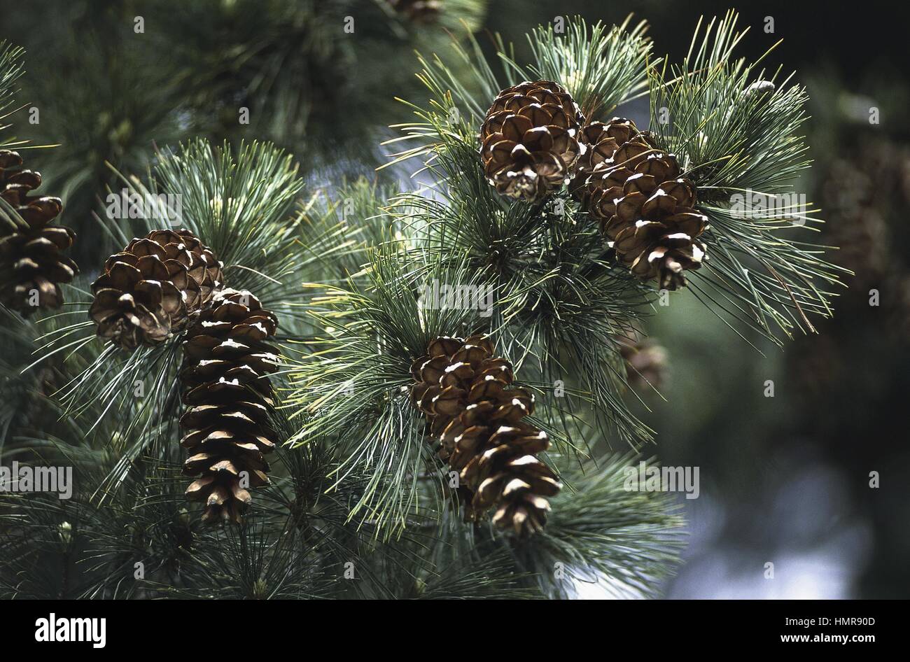 Botany - Trees - Conifers - Pinaceae. Balkan pine (Pinus peuce). Cones ...