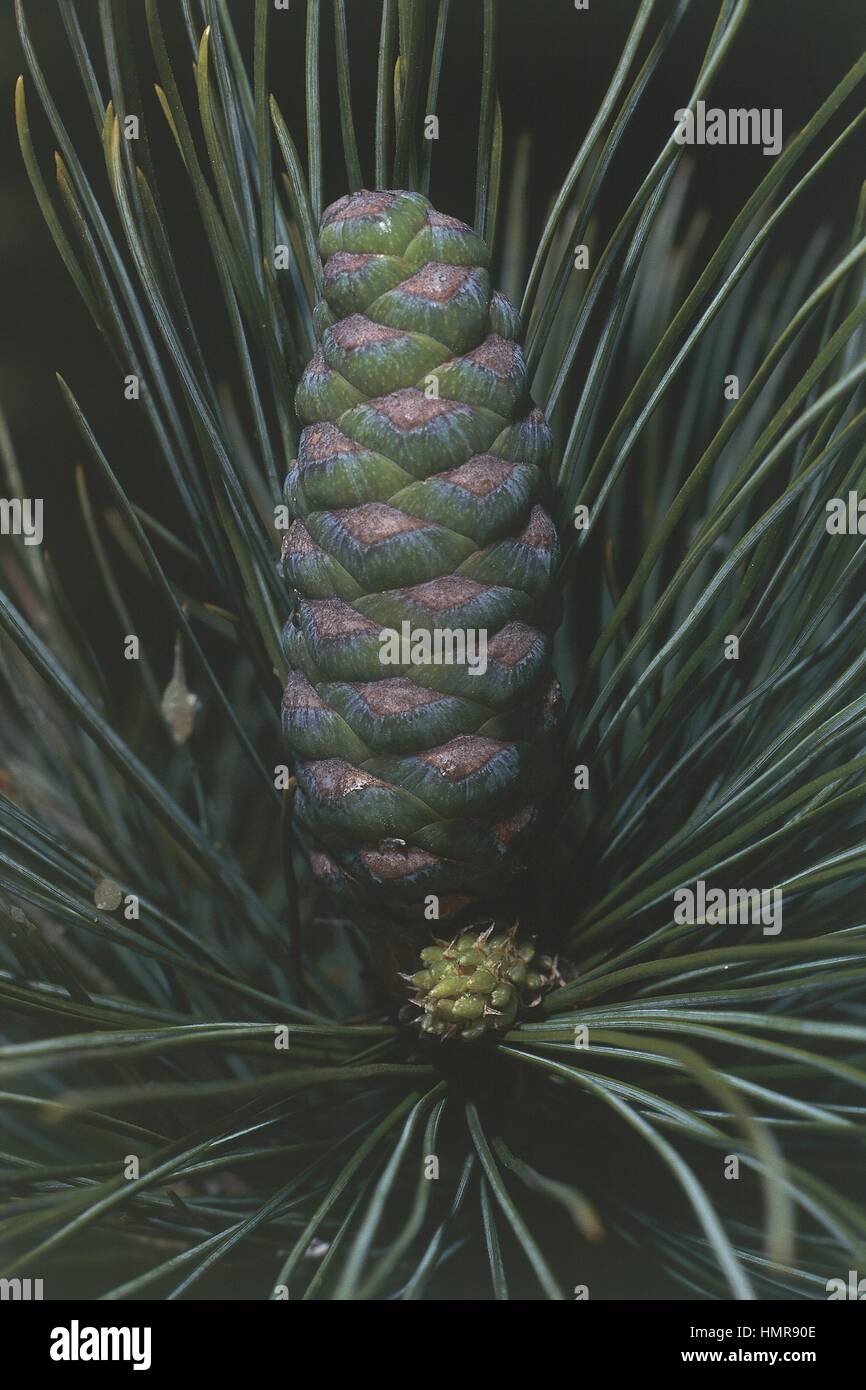 Botany - Trees. Conifers. Pinaceae. Balkan pine (Pinus peuce). Cone ...