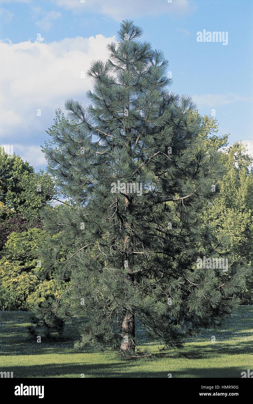 Botany - Trees - Conifers - Pinaceae. Balkan pine (Pinus peuce Stock ...