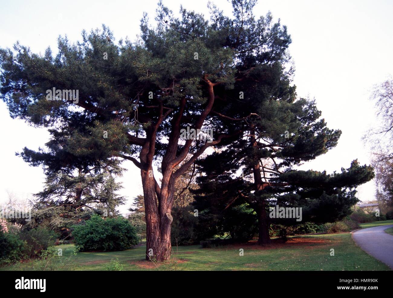 Calabrian Pine (Pinus brutia), Pinaceae Stock Photo - Alamy