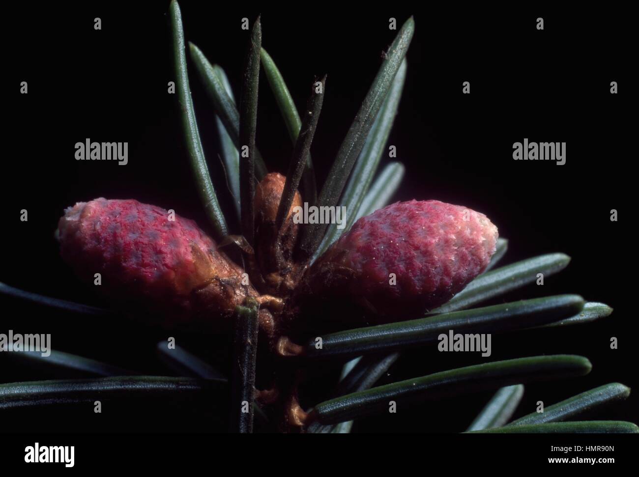 Serbian Spruce branch with cones (Picea Omorika), Pinaceae Stock Photo ...