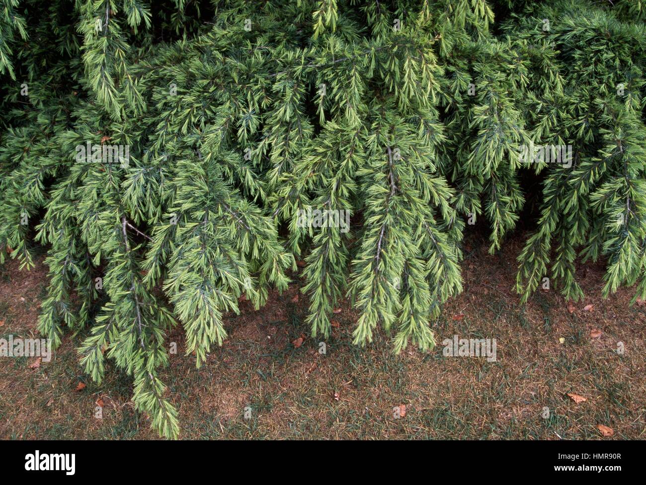 Cedrus deodara leaf hi-res stock photography and images - Alamy