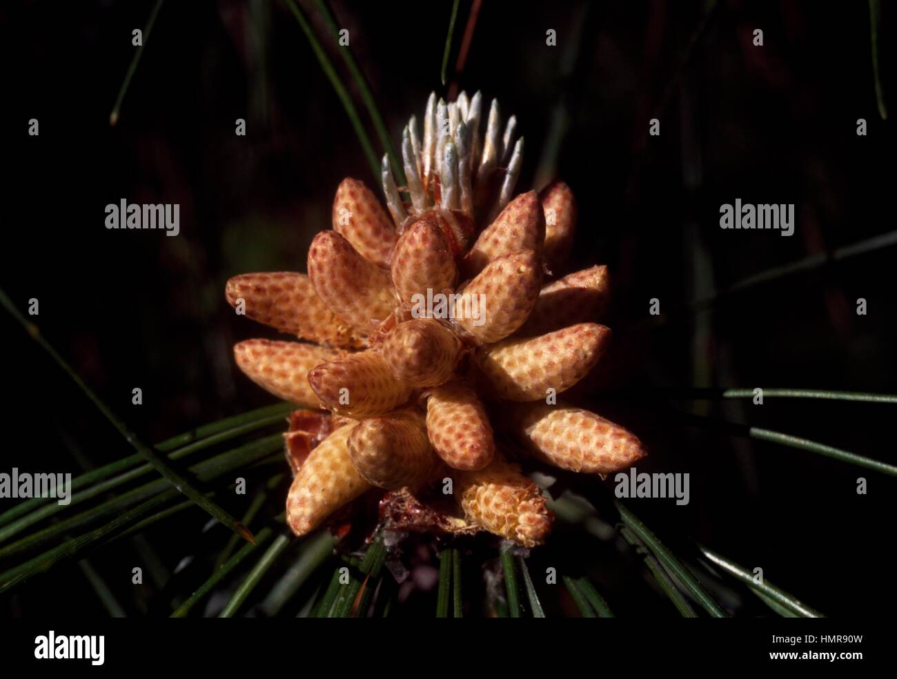 Shortleaf Pine cones (Pinus echinata), Pinaceae Stock Photo - Alamy