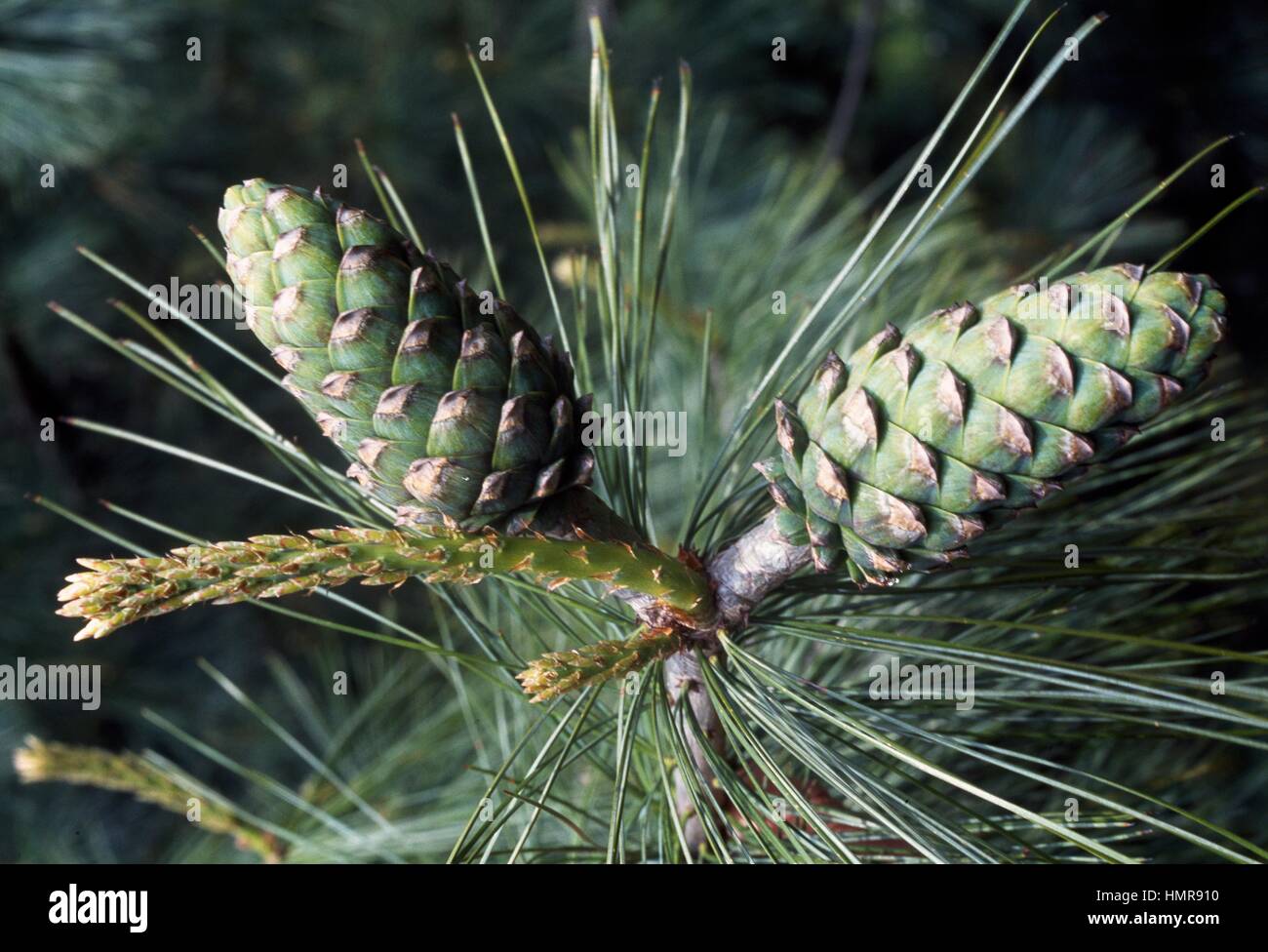 Pinus armandi hi-res stock photography and images - Alamy