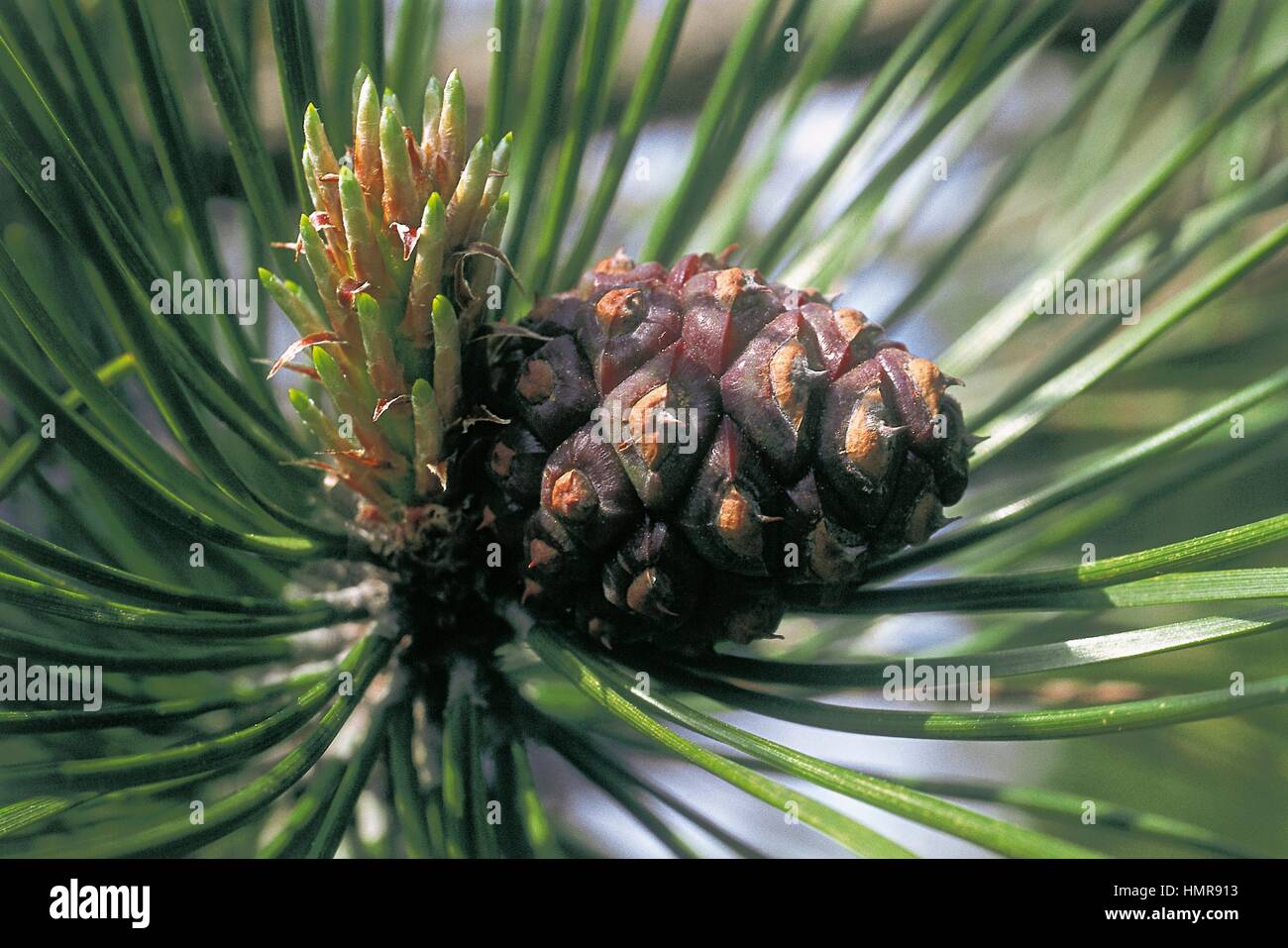 Strobilus Pinus Stock Photos & Strobilus Pinus Stock Images - Alamy