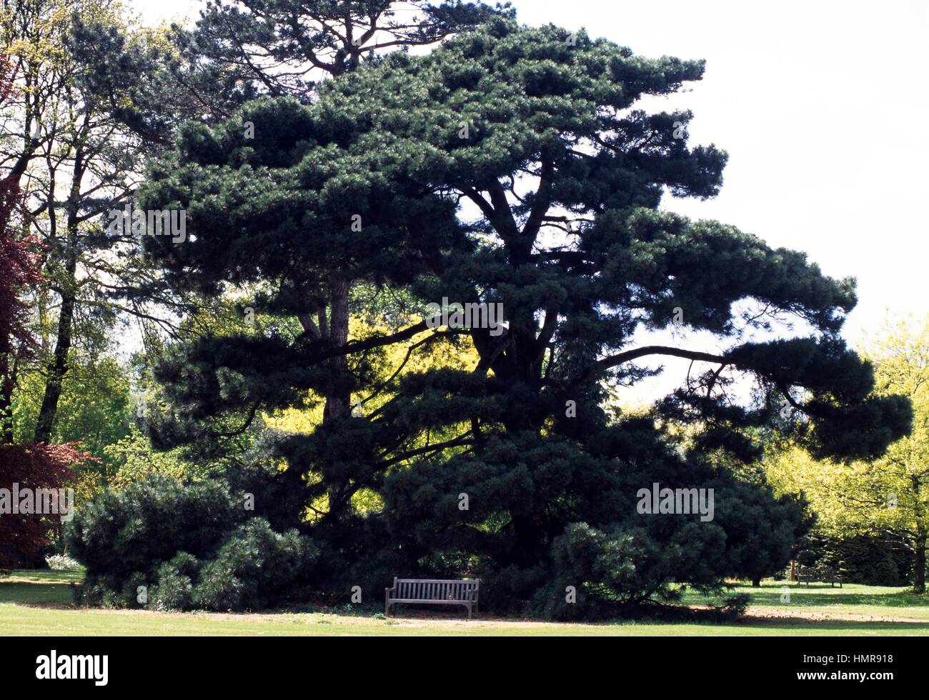 Pine pinus nigra cebennensis hi-res stock photography and images - Alamy