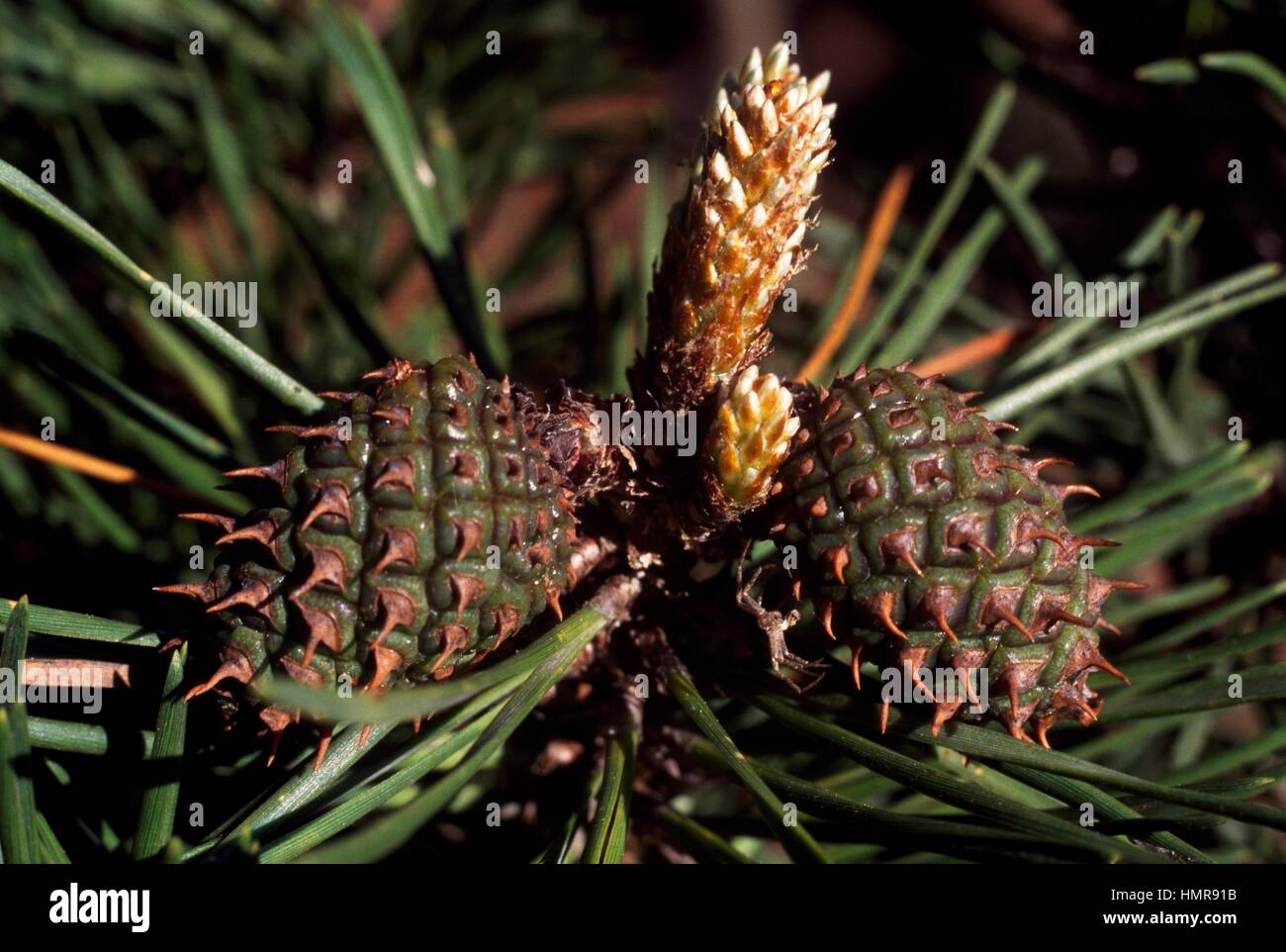 Lodgepole pine cone pinus contorta hi-res stock photography and images ...