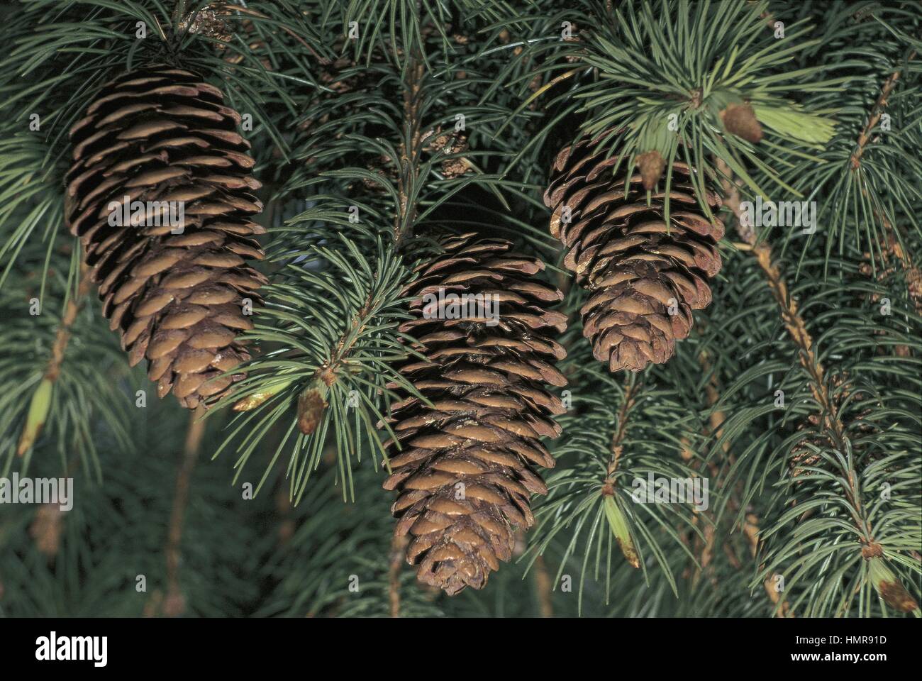 Botany - Trees - Conifers - Pinaceae. Bhutan pine (Pinus wallichiana ...
