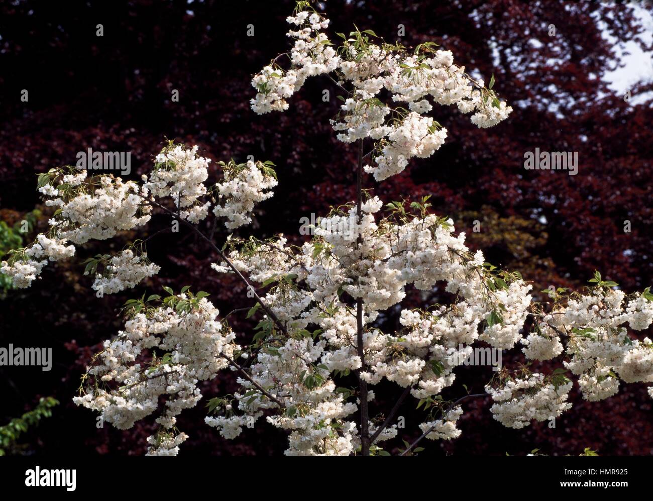 Japanese flowering cherry tree prunus serrulata hi-res stock ...