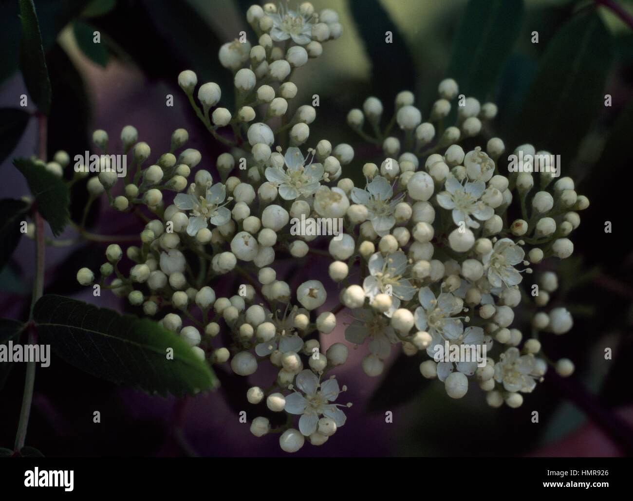 Rowan flowers (Sorbus), Rosaceae Stock Photo - Alamy