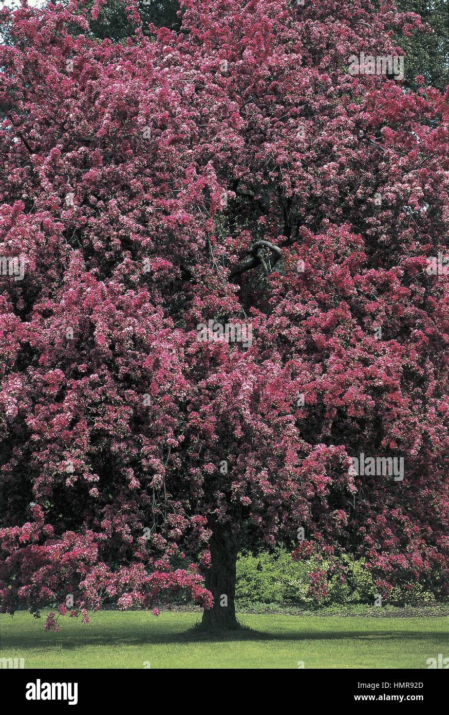 Botany - Trees - Rosaceae. Crabapple (Malus x `Profusion' Stock Photo ...