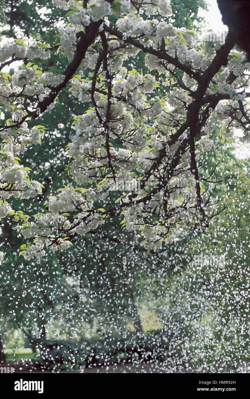 Botany - Trees - Rosaceae. Japanese flowering cherry (Prunus serrulata ...