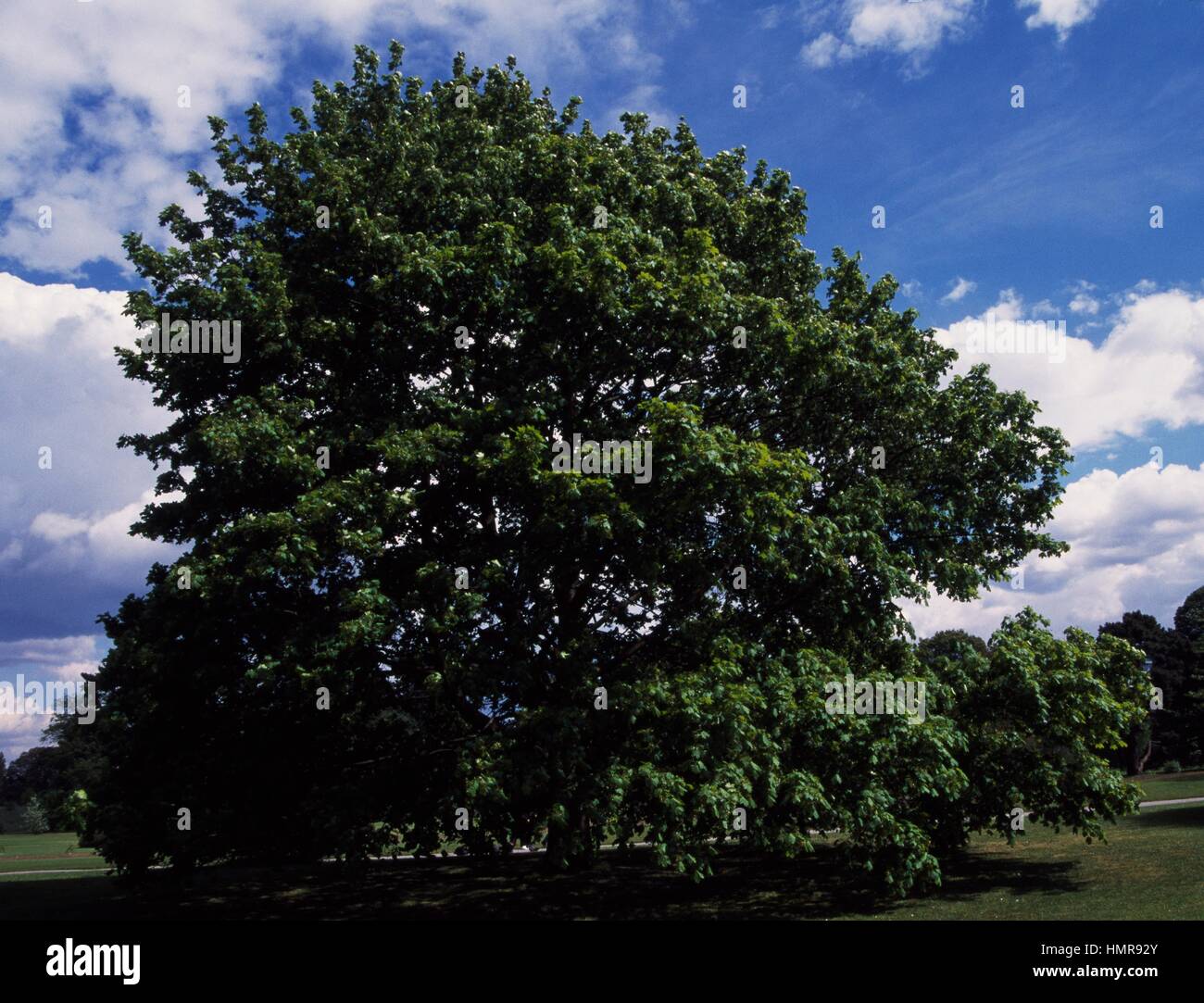 Curly Maple or Norway Maple (Acer platanoides), Aceraceae-Sapindaceae ...