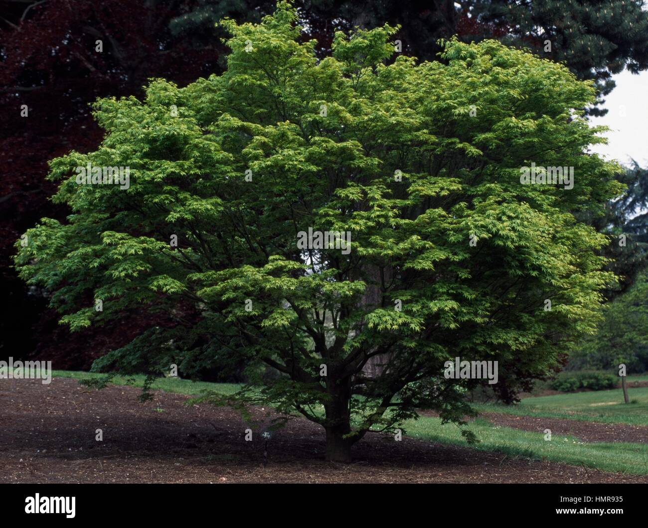 Japanese maple acer palmatum dissectum hi-res stock photography and ...