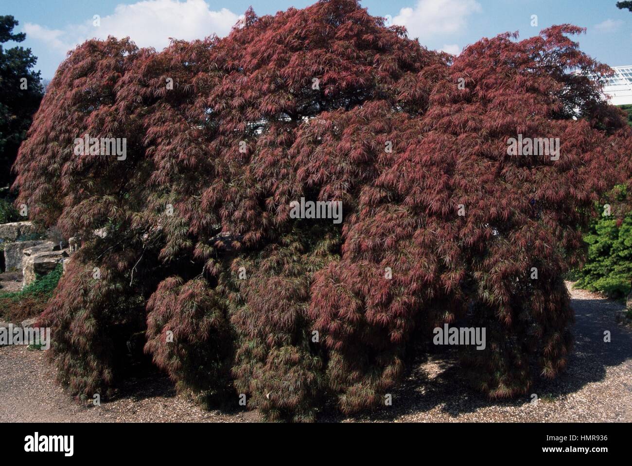 Japanese Maple (Acer palmatum Dissectum), Aceraceae-Sapindaceae Stock ...