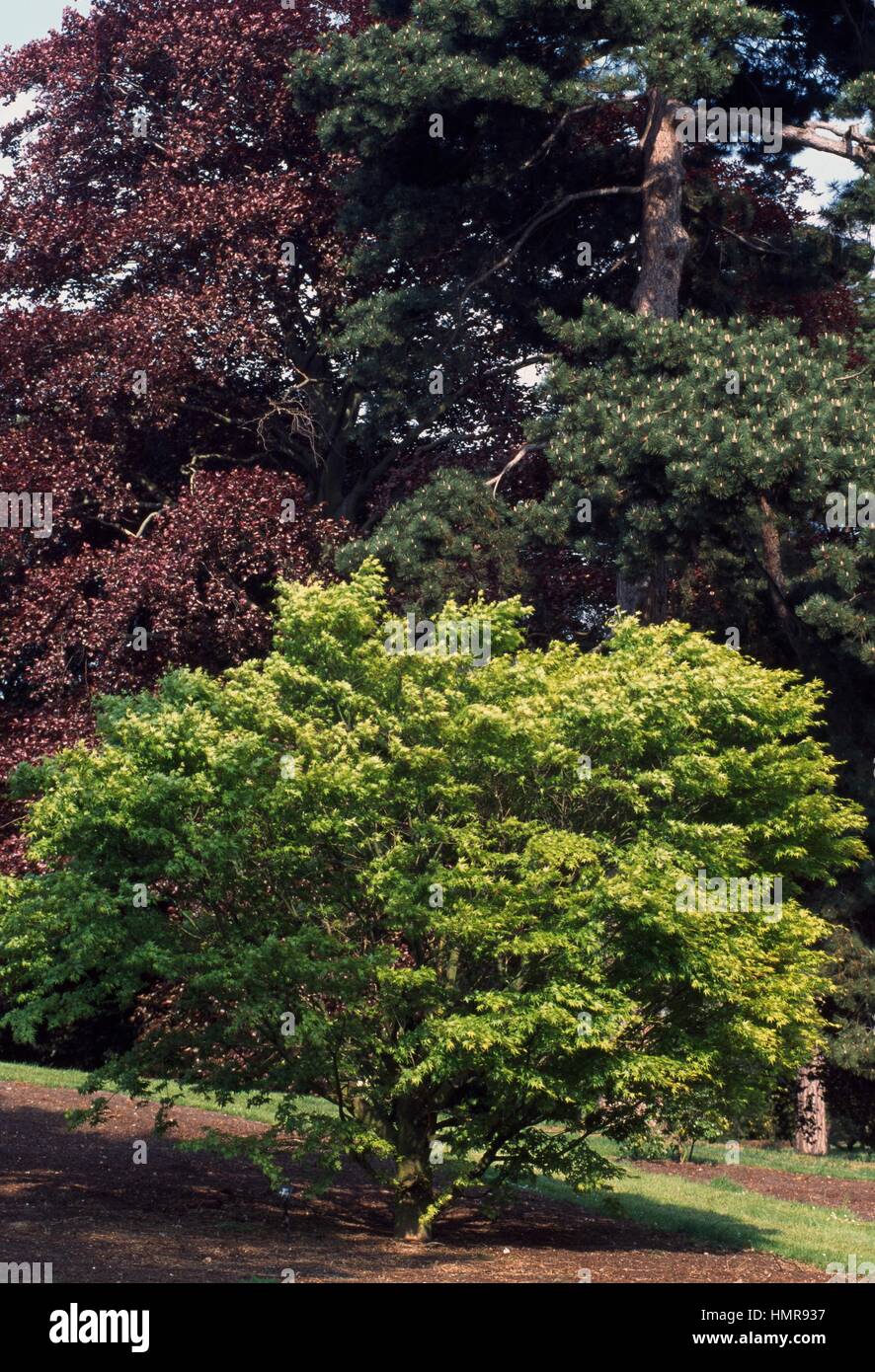 Japanese maple acer palmatum dissectum hi-res stock photography and ...