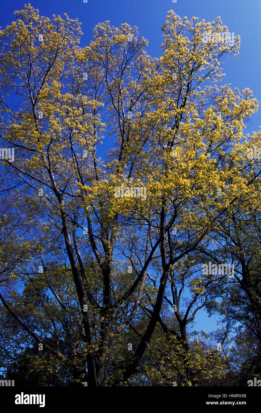 American red oak hi-res stock photography and images - Alamy