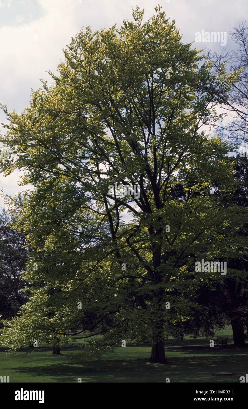 Golden Beech (Fagus sylvatica Zlatia), Fagaceae Stock Photo - Alamy