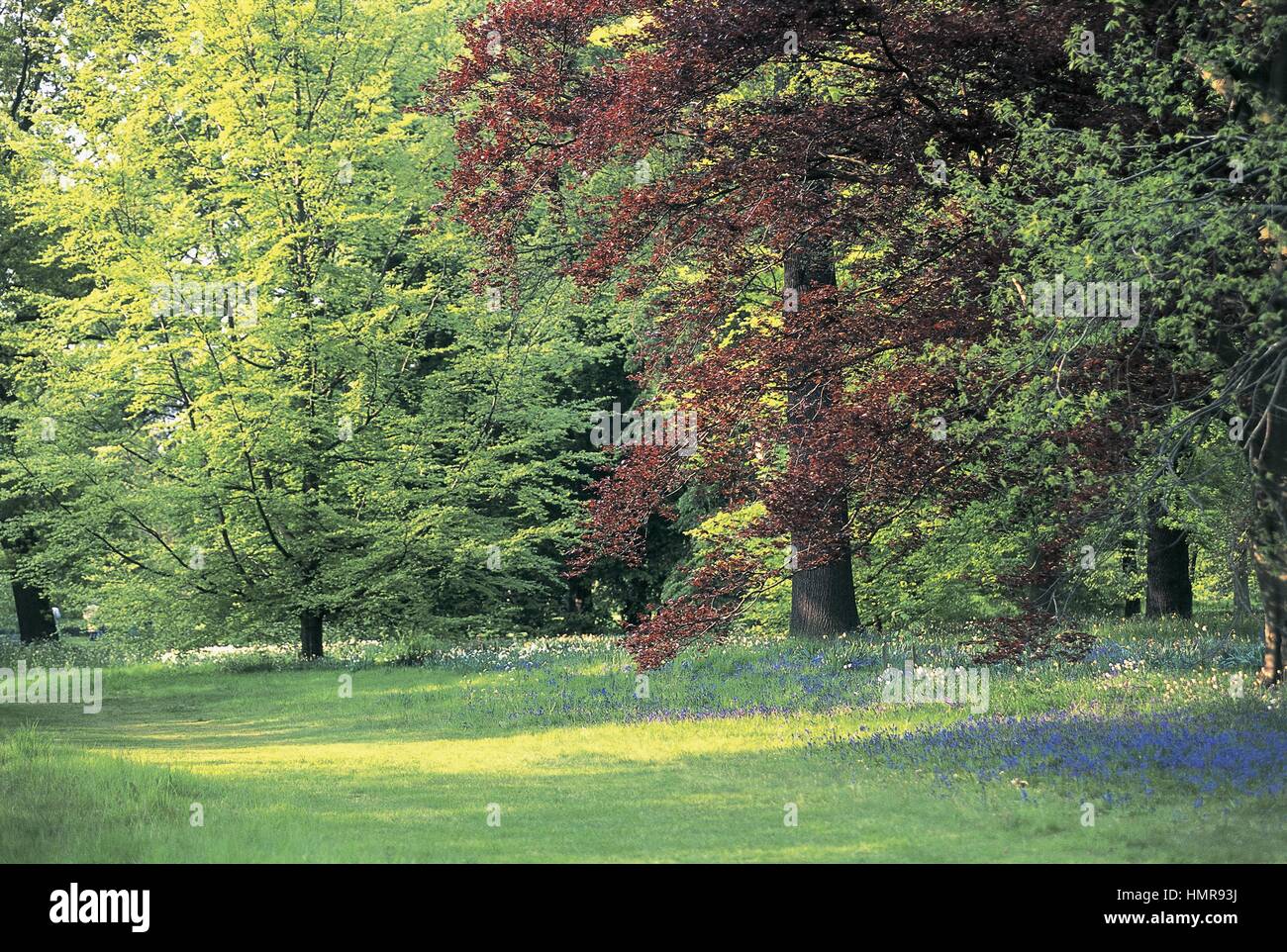 Botany - Trees - Fagaceae. Purple beech (Fagus sylvatica purpurea Stock ...
