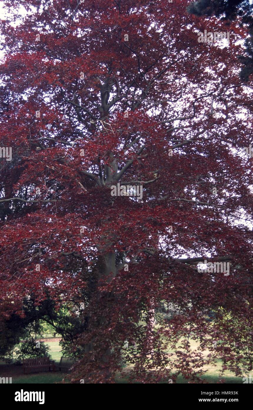Copper Beech or Purple Beech (Fagus sylvatica purpurea), Fagaceae Stock ...