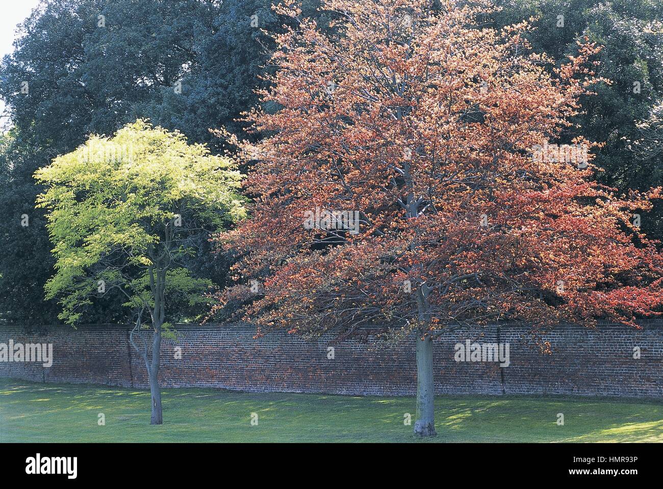 Botany - Trees - Fagaceae. Purple beech (Fagus sylvatica purpurea Stock ...
