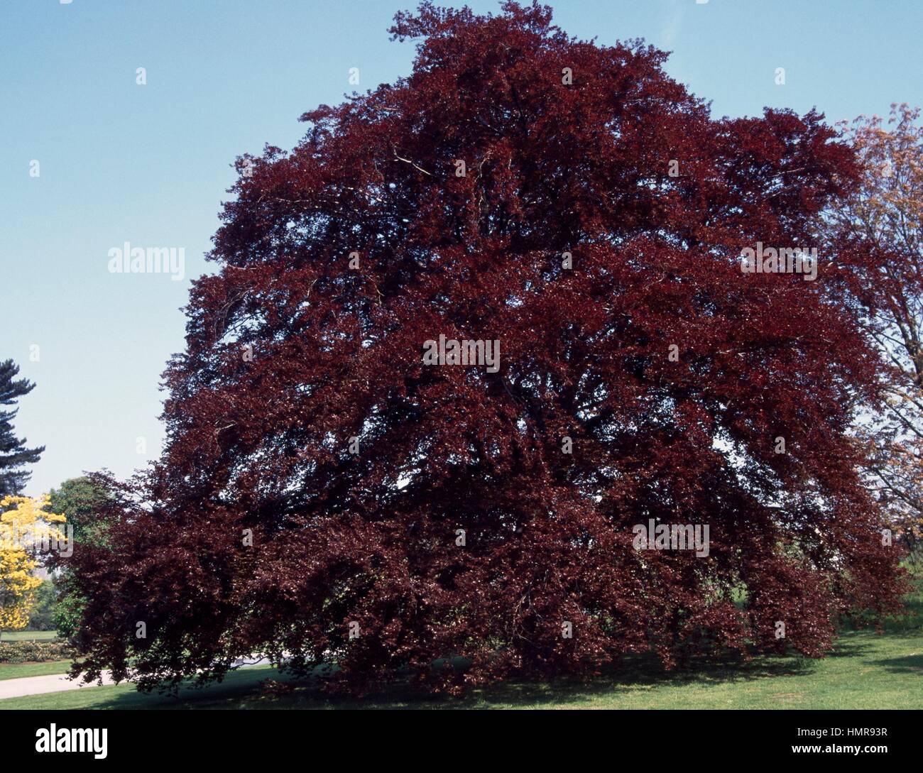 Copper Beech or Purple Beech (Fagus sylvatica purpurea), Fagaceae Stock ...