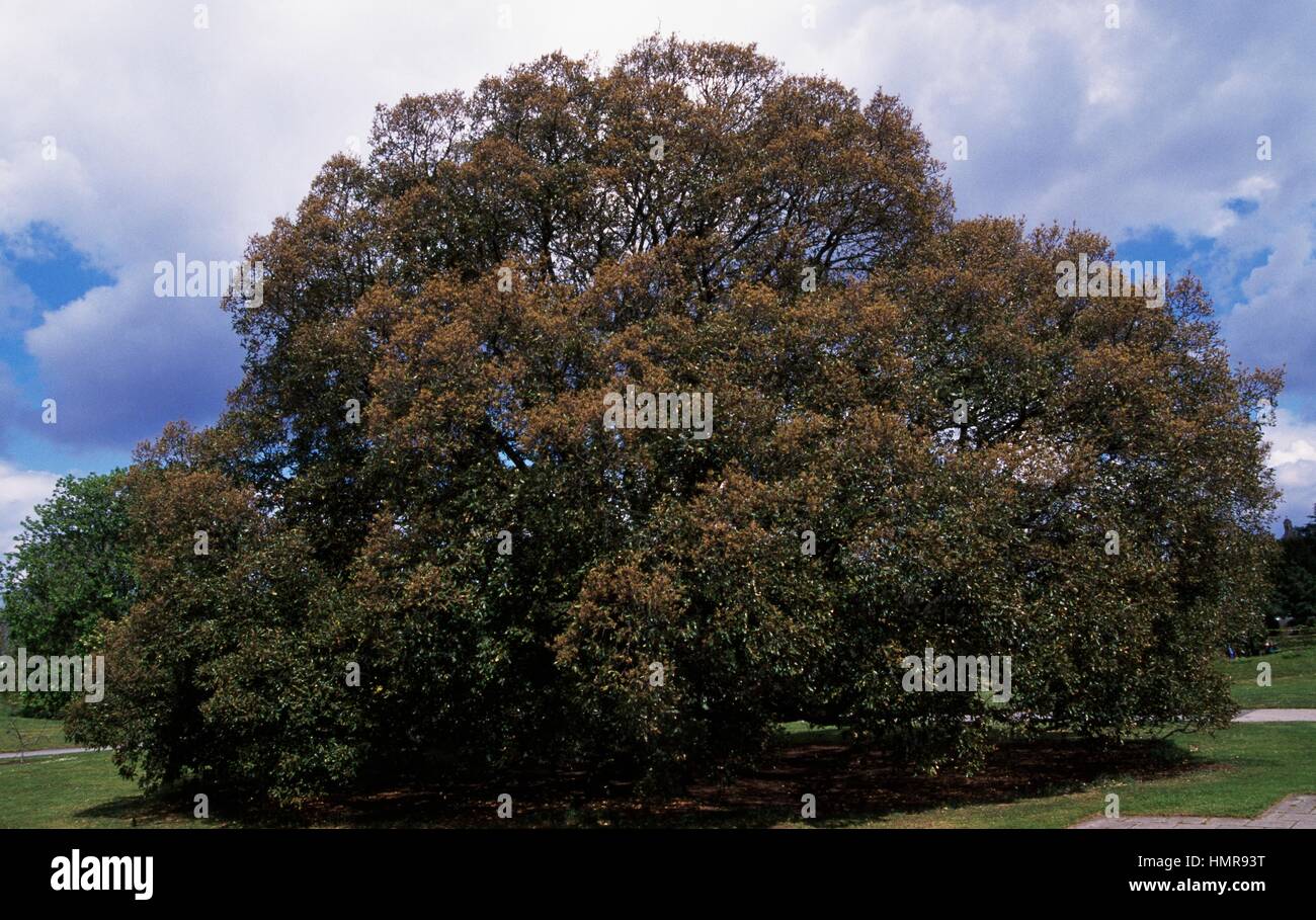Turner's Oak (Quercus x Turneri), Fagaceae Stock Photo - Alamy