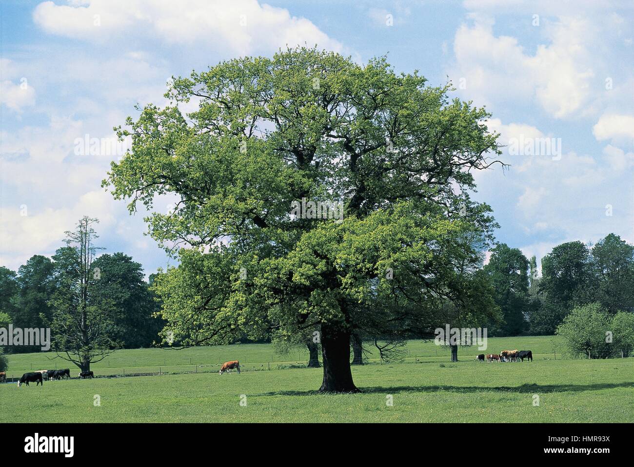 Botany - Trees - Fagaceae. Oak (Quercus Stock Photo - Alamy
