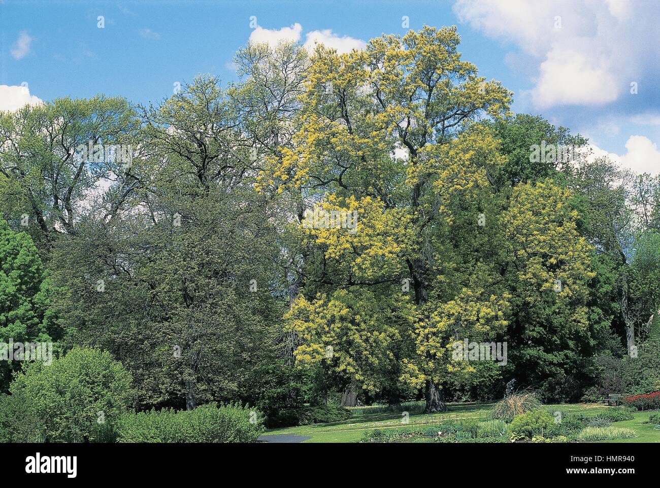 Botany - Trees - Fagaceae. Scarlet oak (Quercus coccinea Stock Photo ...