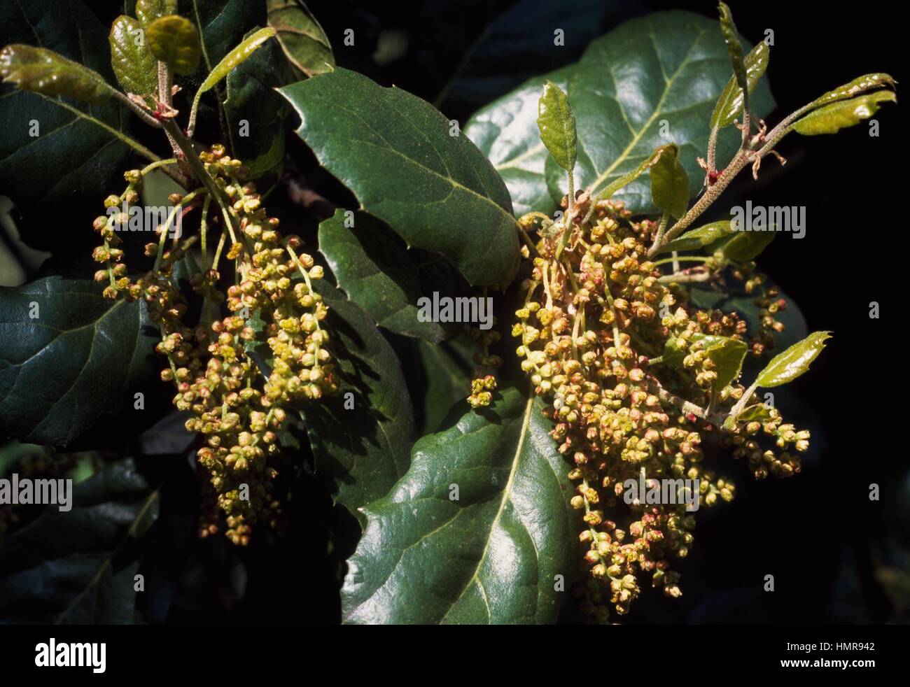Coast live oak leaves hi-res stock photography and images - Alamy