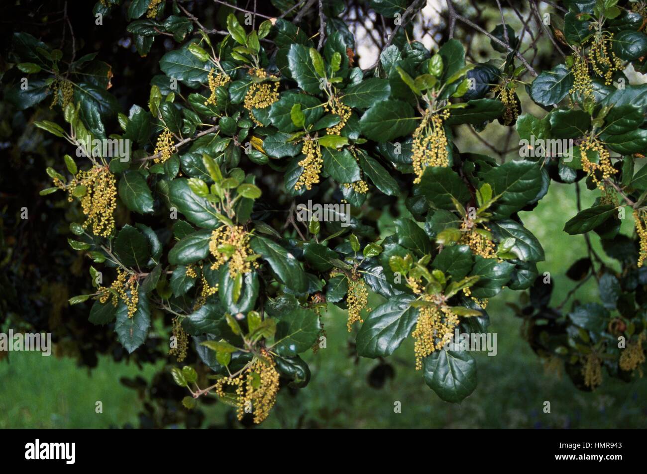 Coast Live Oak leaves and inflorescences (Quercus agrifolia), Fagaceae ...