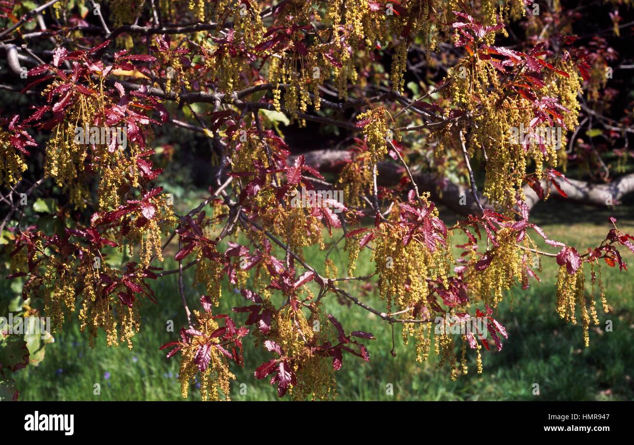 Cambridge Oak leaves and flowers (Quercus x warburgii), Fagaceae Stock ...