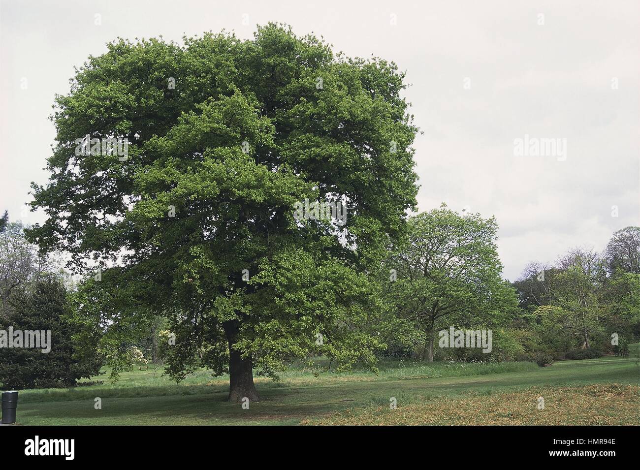 Botany fagaceae english hi-res stock photography and images - Alamy