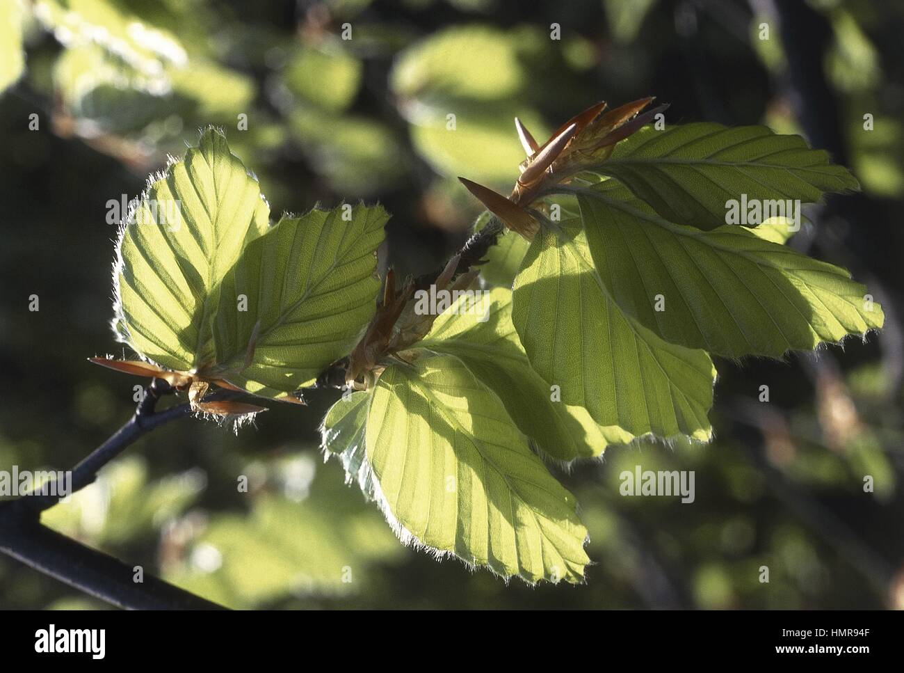 Botany - Trees - Fagaceae. Weeping European beech (Fagus sylvatica f ...