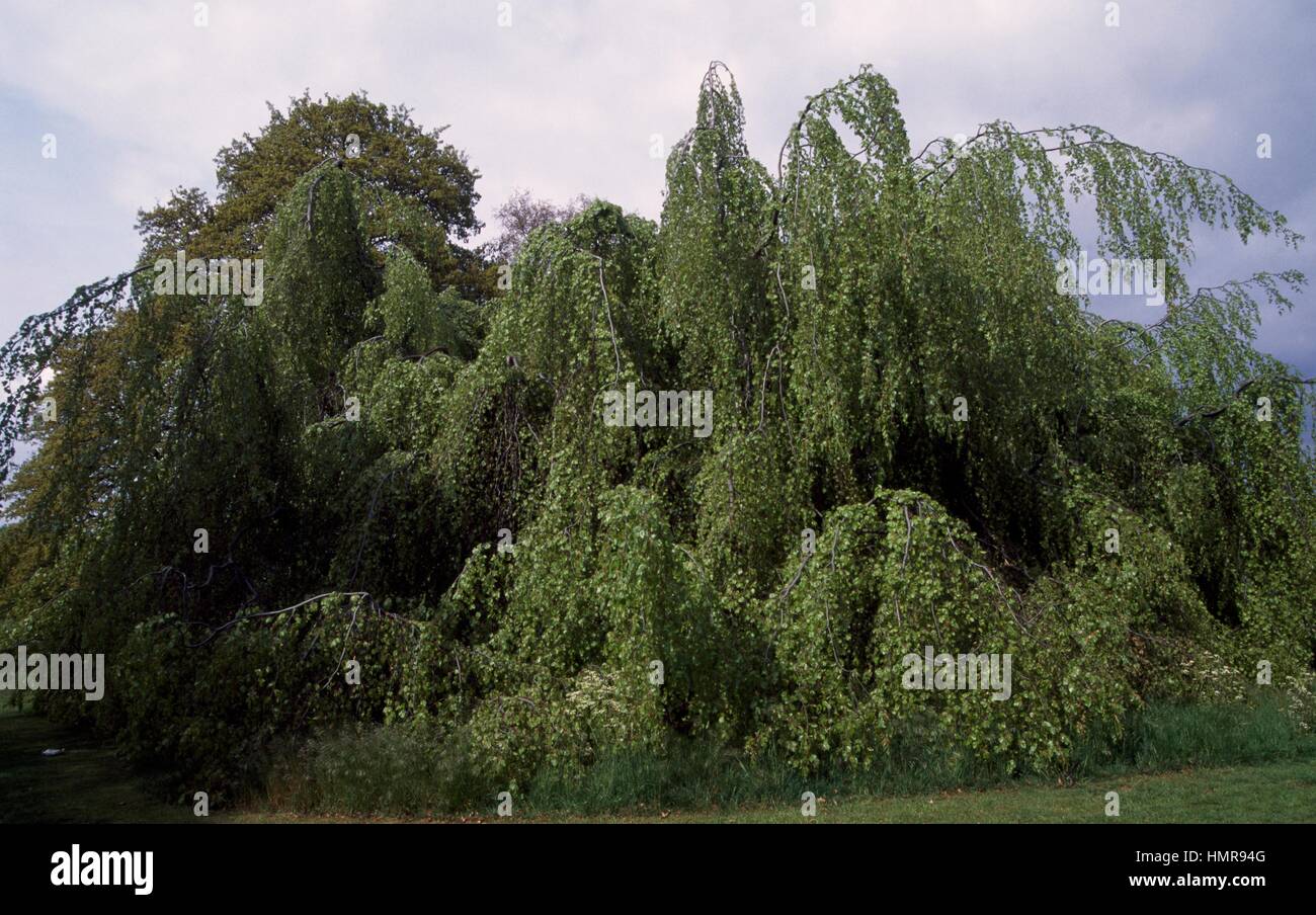 Weeping Beech (Fagus sylvatica pendula), Fagaceae Stock Photo - Alamy