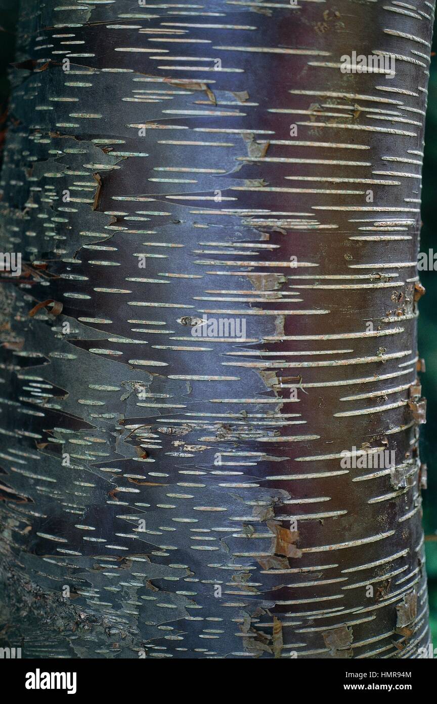Paper Birch bark (Betula papyrifera), Betulaceae Stock Photo - Alamy