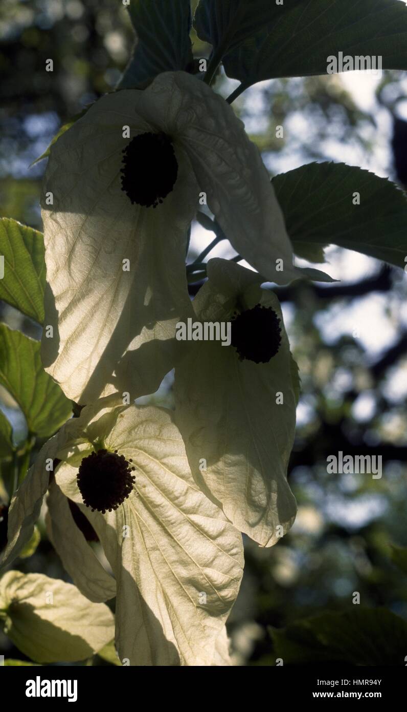 Dove tree davidia involucrata leaves hi-res stock photography and ...