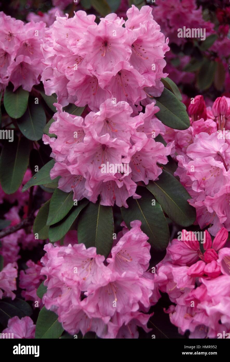 Rhododendron (Rhododendron sp), Ericaceae Stock Photo - Alamy
