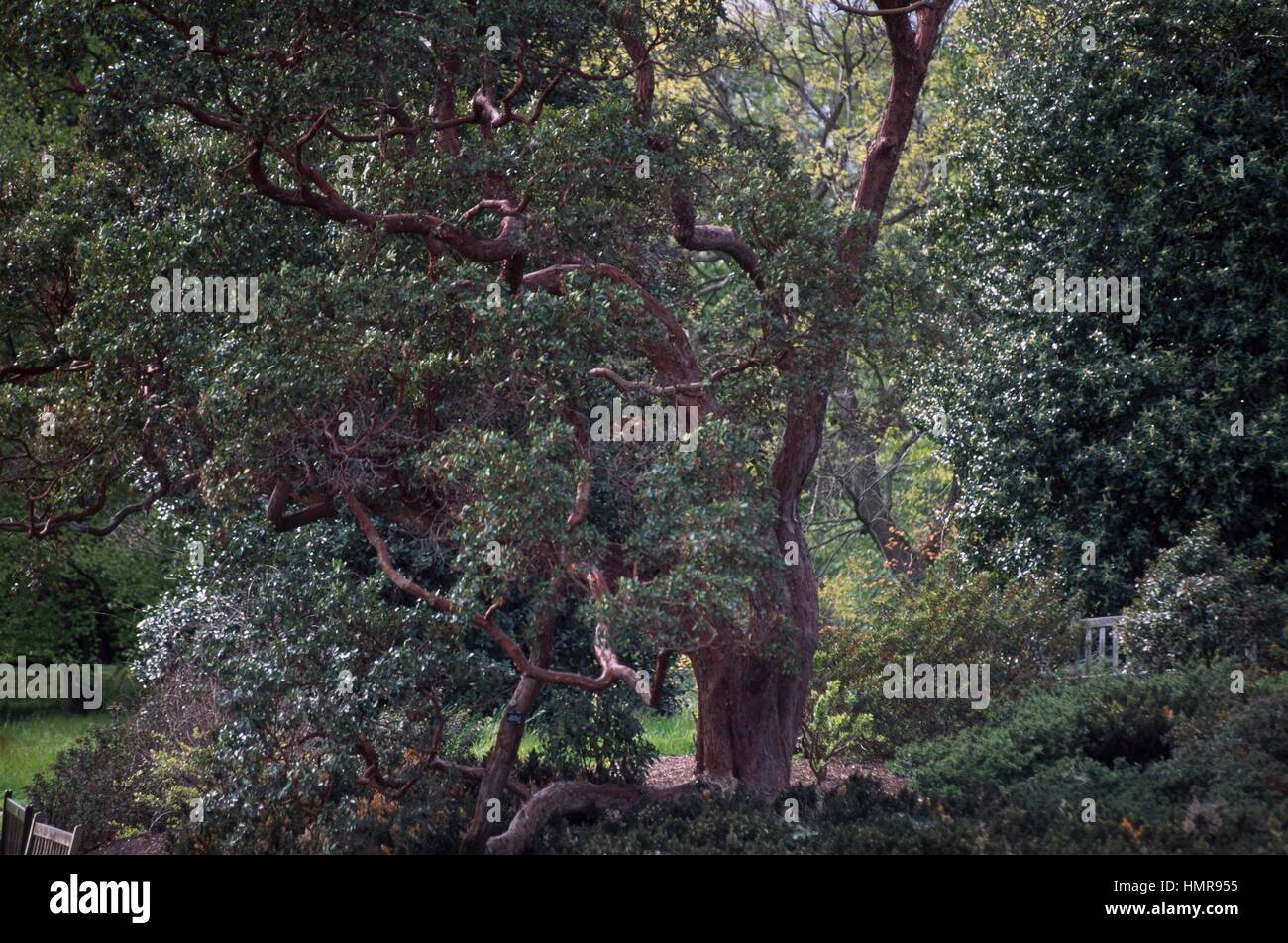 Strawberry Tree (Arbutus x andrechnoides), Ericaceae Stock Photo - Alamy