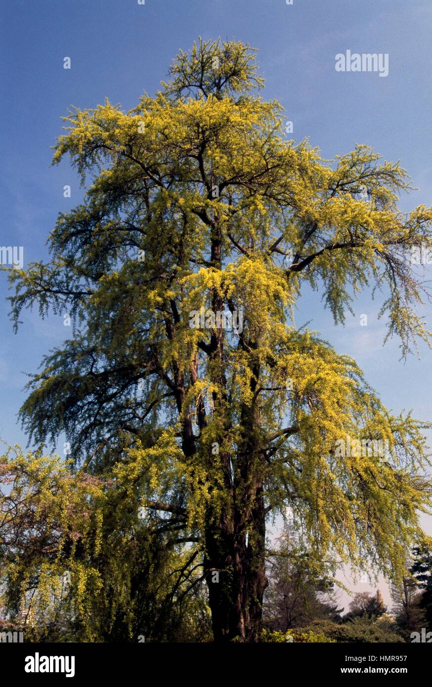 Gingko or Maidenhair Tree (Ginkgo biloba), Ginkgoaceae Stock Photo - Alamy