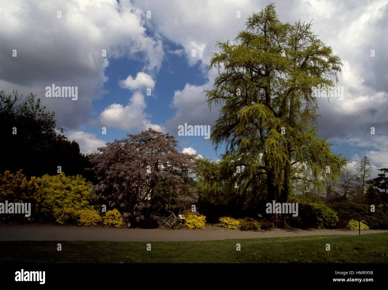 Gingko or Maidenhair Tree (Ginkgo biloba), Ginkgoaceae Stock Photo - Alamy