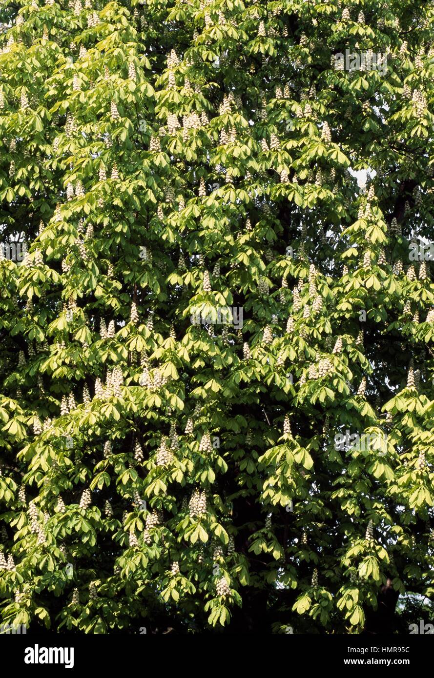 Indian horse chestnut tree hi-res stock photography and images - Alamy