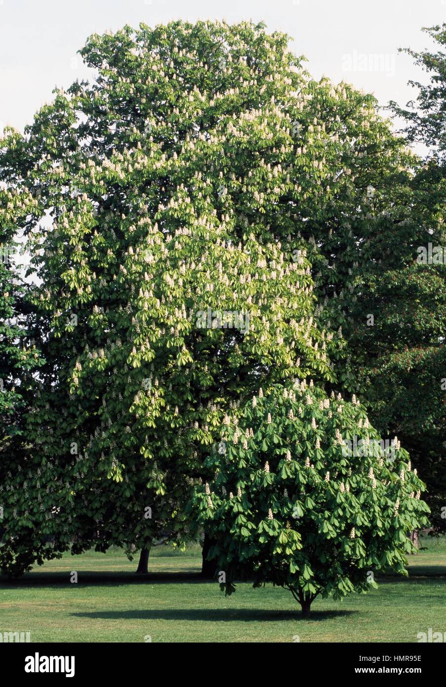 Indian horse chestnut tree hi-res stock photography and images - Alamy