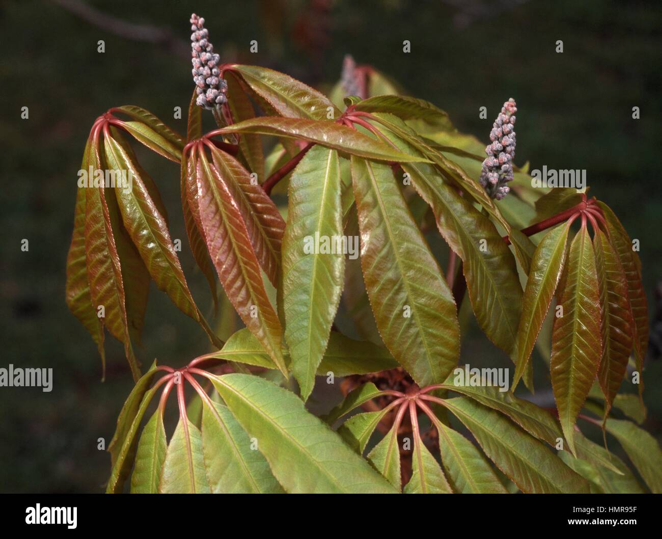 Horse-Chestnut or Indian Chestnut leaves and inflorescences (Aesculus ...