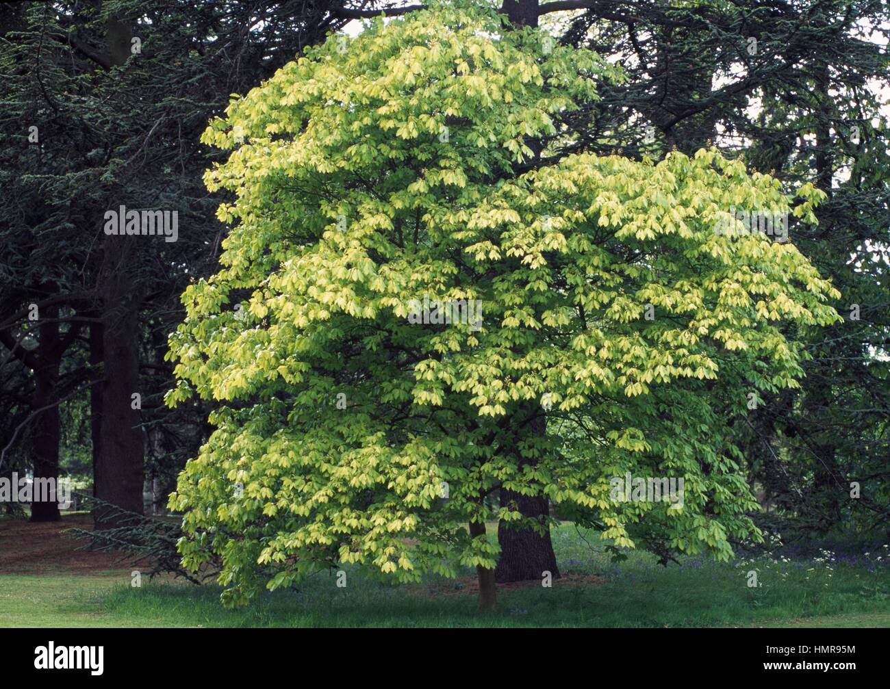 Dwarf Buckeye Chestnut (Aesculus neglecta), Sapindaceae Stock Photo - Alamy