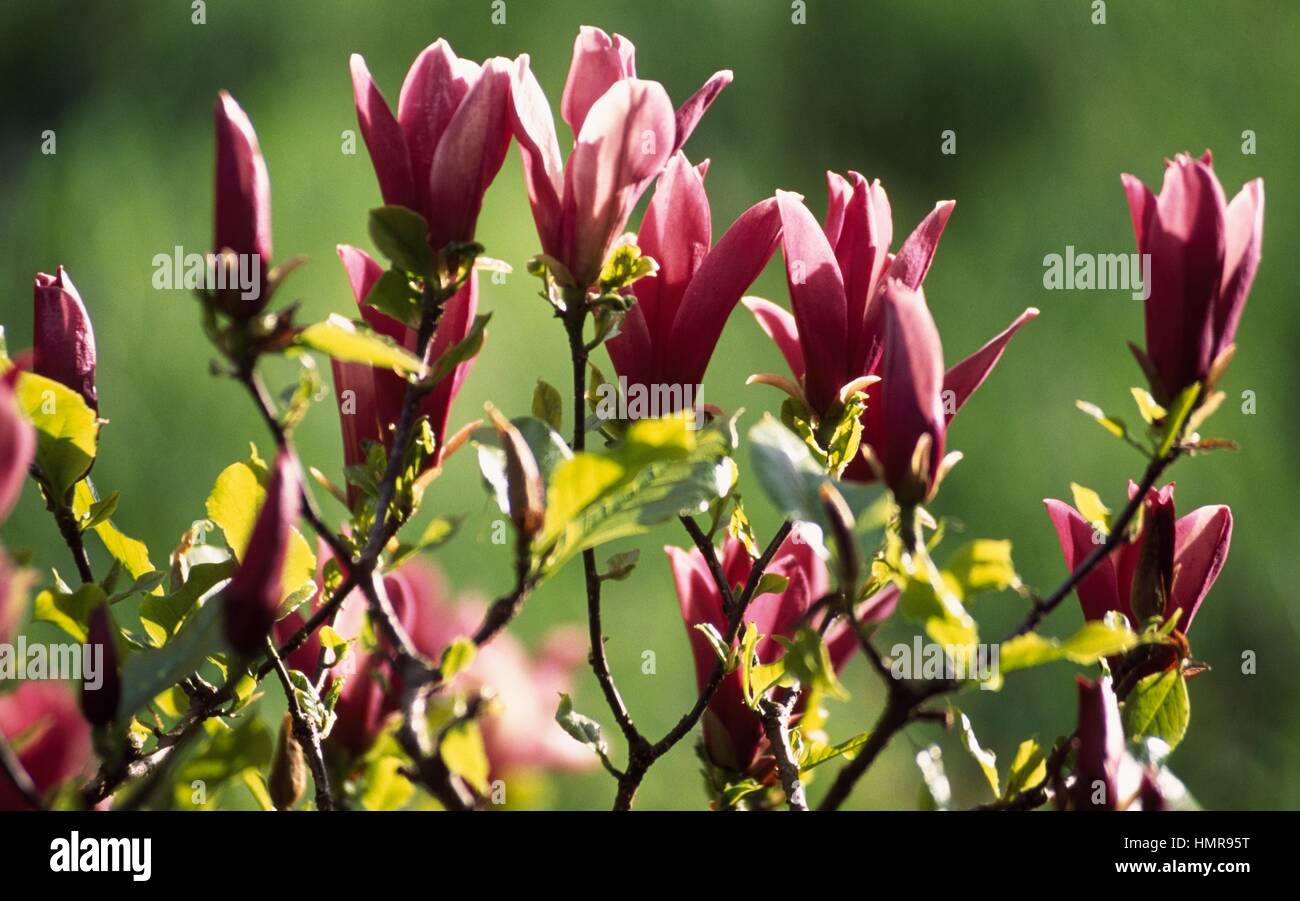Magnolia liliflora hi-res stock photography and images - Alamy