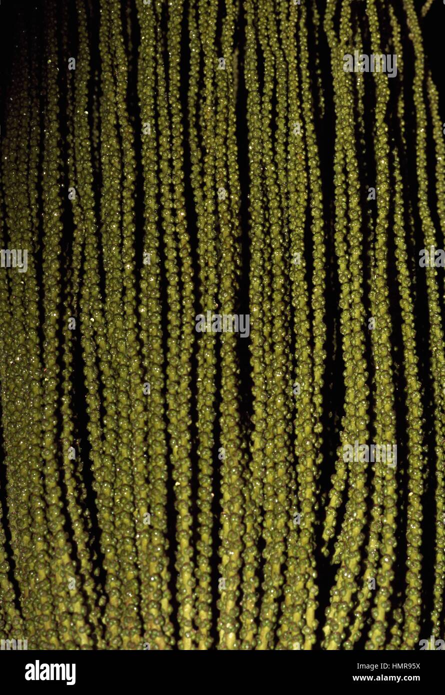 Fishtail palm leaves caryota rumphiana hi-res stock photography and ...