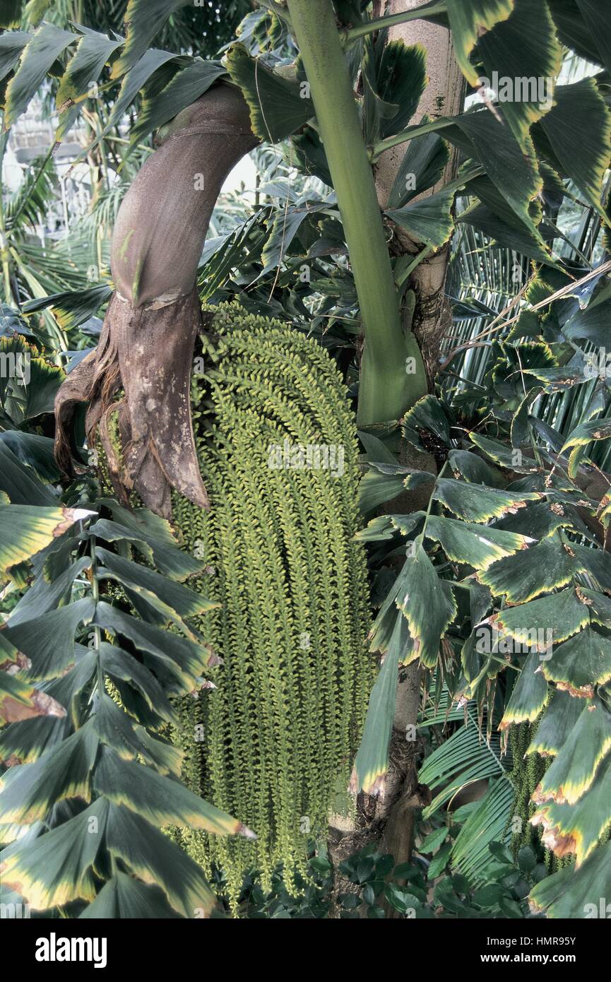 Botany - Trees - Arecaceae. Fishtail palm (Caryota rumphiana Stock ...