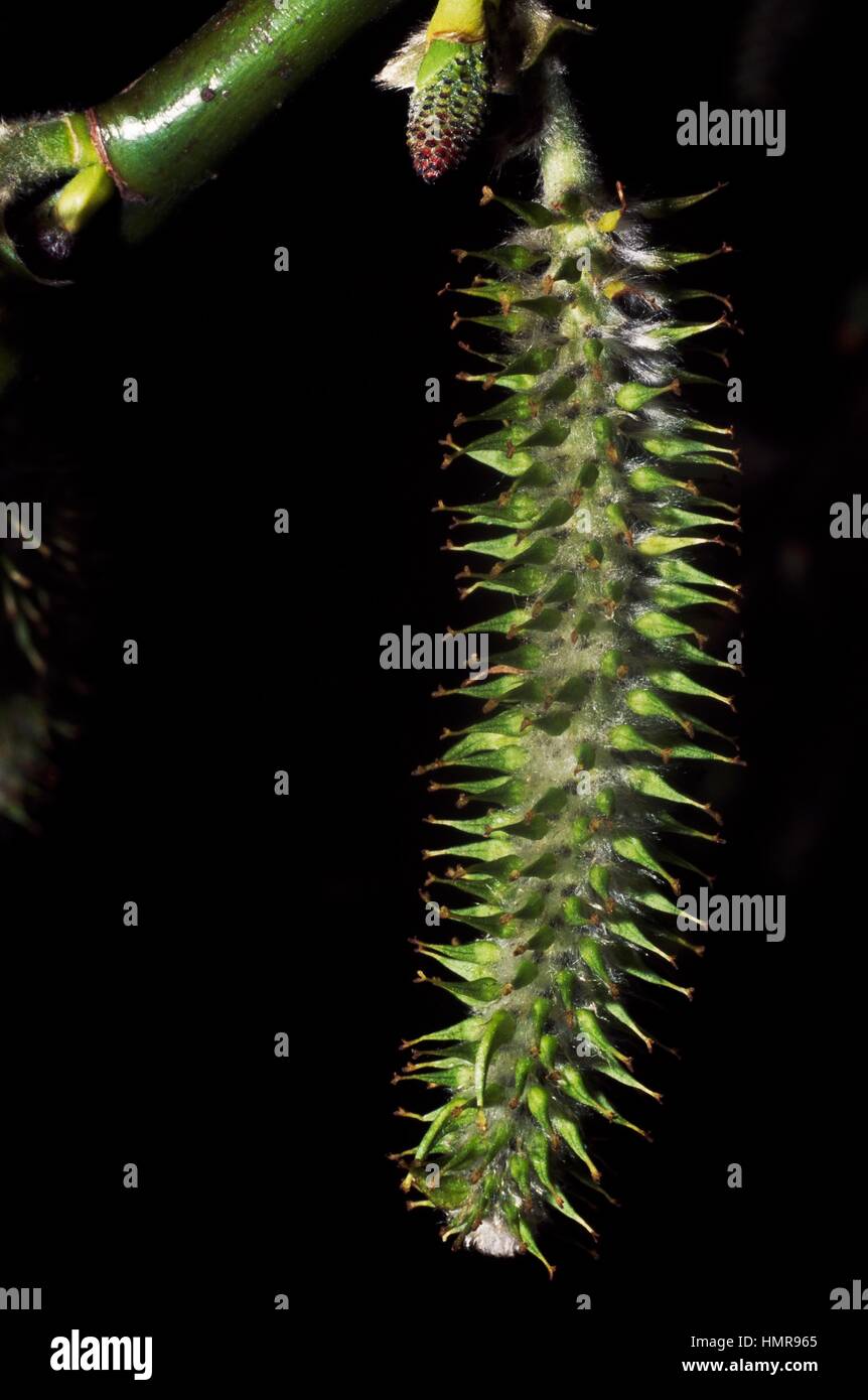 Salix hi-res stock photography and images - Alamy
